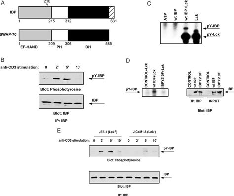 Ibp Is Tyrosine Phosphorylated In Response To Tcr Engagement In An