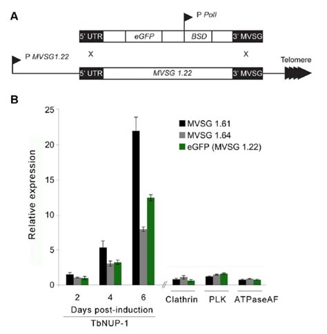 NUP 1 Depletion Causes Misregulation Of Metacyclic VSG MVSG Genes