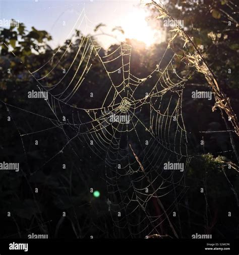 Gossamer Cobweb Hi Res Stock Photography And Images Alamy
