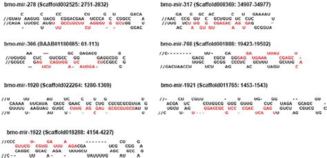 Predicted Stem Loop Structures Of Precursors And Mature Forms