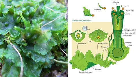 Moss Definition Types Life Cycle Importance Examples Biology