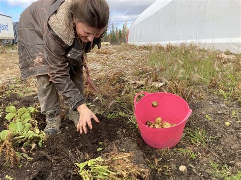 Pushing To Boost Potato Production In Northern Canada