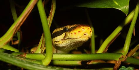 Free Python Snake Images Pixabay