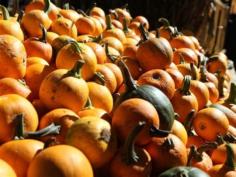 2023 Haddonfield Fall Fun Guide Harvest Festival Springdale Farms