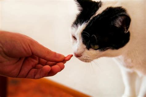 ¿por Qué Mi Gato Me Lame Y Después Me Muerde