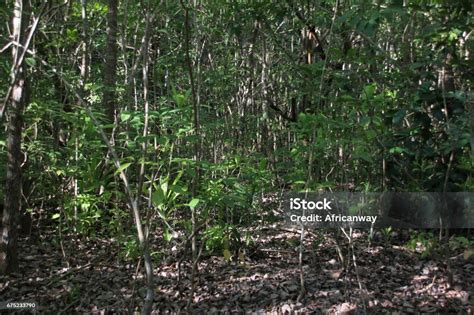Jozani Chwaka 베이 국립 공원 잔지바르 탄자니아 인도양 아프리카의 숲 0명에 대한 스톡 사진 및 기타 이미지 0명