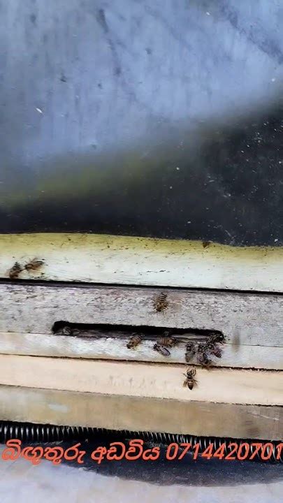 ඔබේ ජනපදයත් මෙහෙමනම් ගාඩ් අරින්න පුළුවන් Youtube