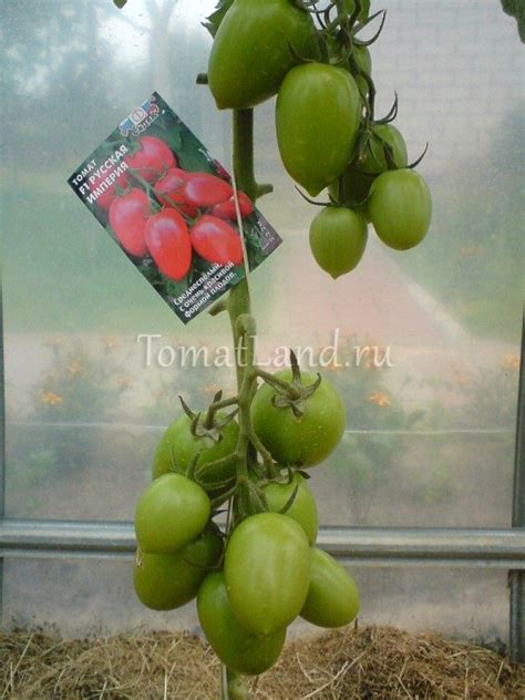 Томат Русская империя: ОТЗЫВЫ (13), фото, урожайность | tomatland.ru