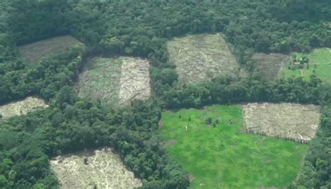 Asesinan En La Amazonía Brasileña A Otro Campesino Amenazado Por Madereros
