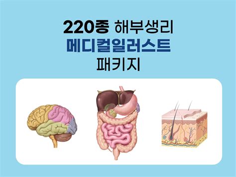 220종 해부 생리 메디컬일러스트 Png파일을 제공 크몽