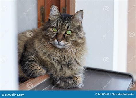Long Haired Siberian Cat Of Tebby Colour Lais On The Window Out From