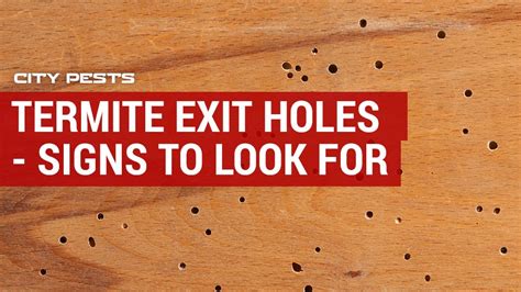 Termite Exit Holes In Drywall Sheetrock Or Ceiling Signs To Look For