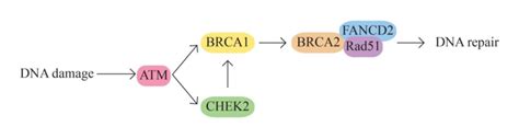 Brca1 And Brca2 Pathway B The Mapk Erk Pathway That Acts Through The Download Scientific