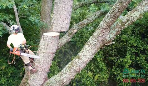 Services East TN Tree Service