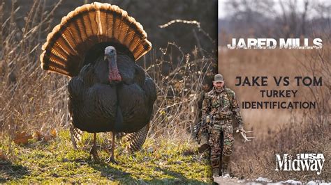 Jake Vs Tom Turkey Identification Jared Mills Youtube