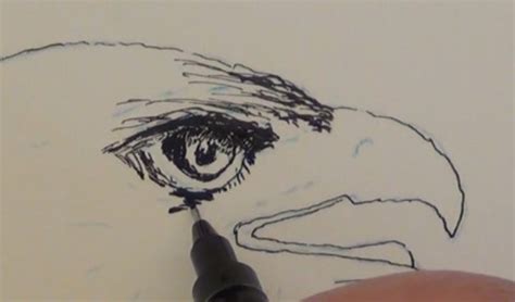 How To Draw A Golden Eagle In Pen And Ink Online Art Lessons