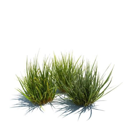 Three Pieces Of Grass 3d Model Grass Photoshop Plant Texture Tree
