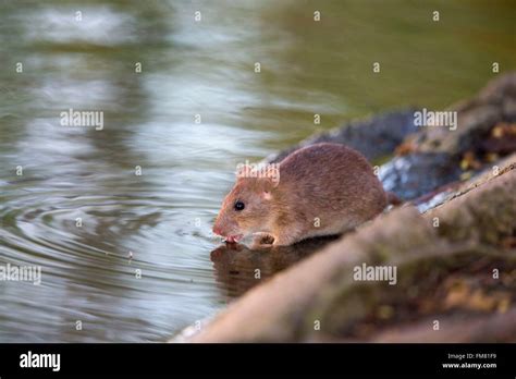 France Bas Rhin Selestat Brown Rat Also Referred To As Common Rat