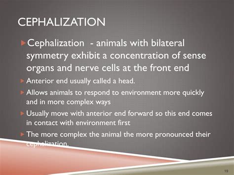 Ppt 261 Introduction To Animals Powerpoint Presentation Free