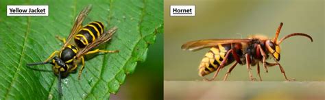 15 Types Of Bees Found In Colorado 2025 Bird Watching Hq