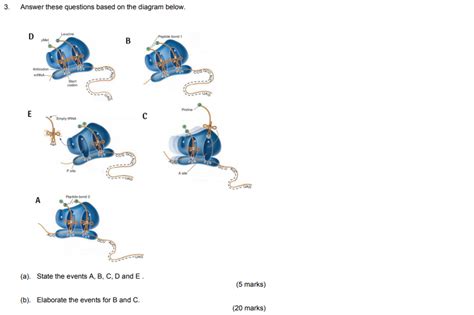 Solved 3 Answer These Questions Based On The Diagram Below Chegg Com