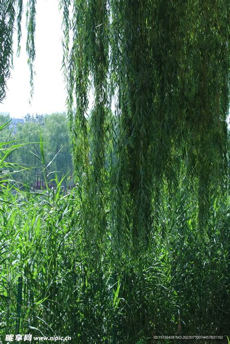 垂柳 摄影图树木树叶生物世界摄影图库昵图网