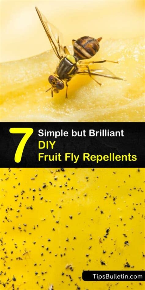 Repelling Fruit Flies Diy Repellents For The Fruit Fly