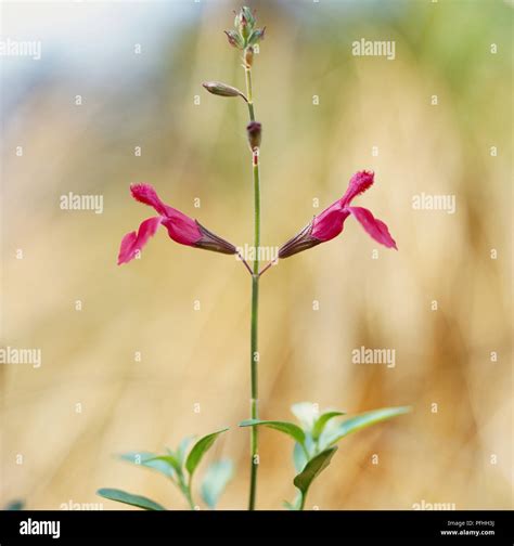 Salvia X Jamensis Raspberry Royale Tall Thin Stem With Pendulum Pink