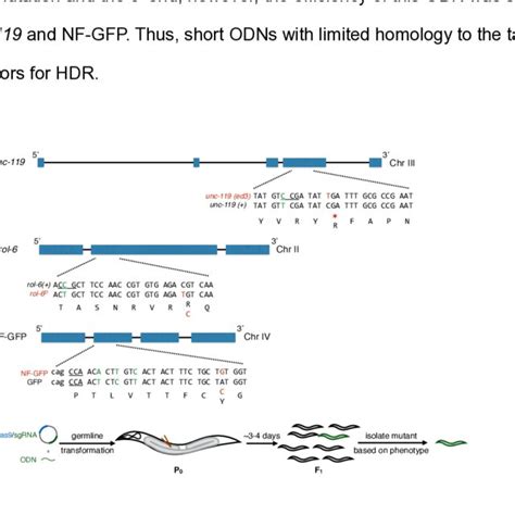 Schematic Of Target Gene Editing By Crisprcas9 And Single Stranded Dna
