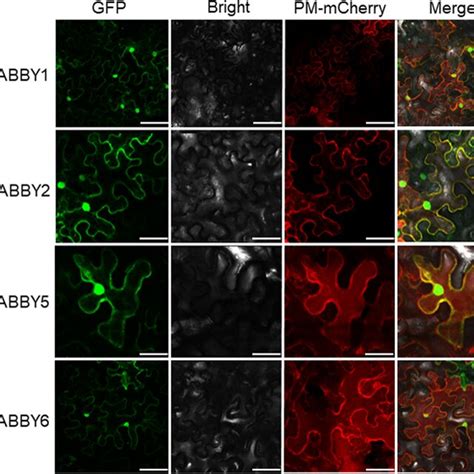 Subcellular Localization Analysis Of Ssyabby1 2 5 6 The Subcellular