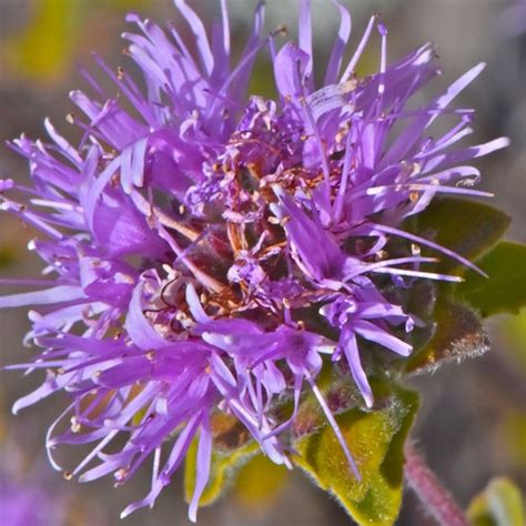 Monardella Villosa Coyote Mint Besanti Natives