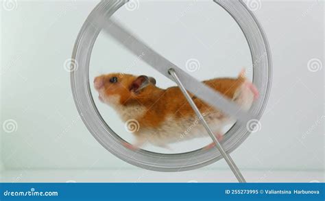 A Syrian Ginger Hamster Runs On A Wheel Then He Runs Off The Wheel And Runs Away Stock Video