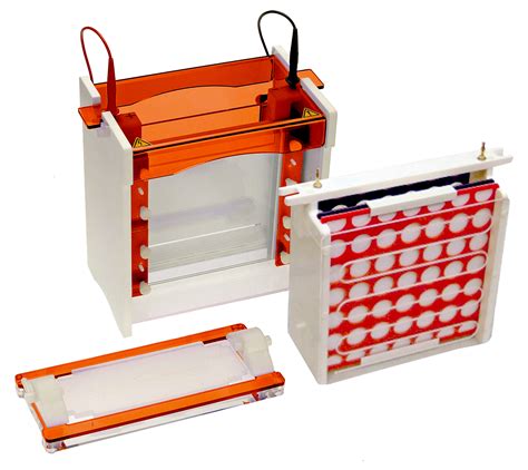 Western Blot Electrophoresis Biozatix Newsletter