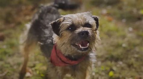 Ruim Pra Cachorro Uma Comédia E Aventura Canina Que Estreia Dia 28
