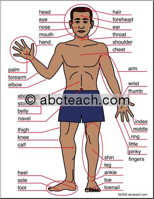Small Poster Human Body Front View ESL Abcteach