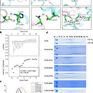 Mtb EF Tu Exhibits A High Binding Affinity With EF Ts A Ribbon