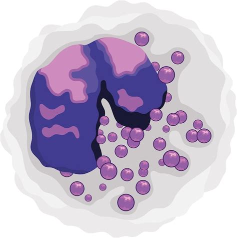 The Structure Of The Basophil Vector Illustration 1793 White Blood