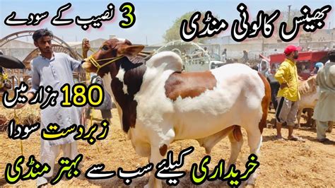 Bhains Colony Mandi Rates Update 10 May 2023 Cow Mandi 2023 Youtube