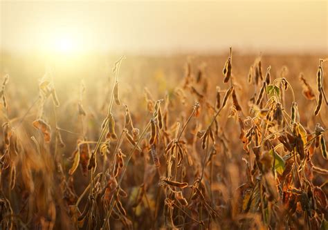 Del Verano Más Caluroso En Argentina A Un Otoño Que Será ¿cómo