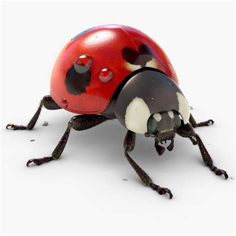 Ladybug Animada V Ray Fur Modelo 3d 249 Max Obj Free3d