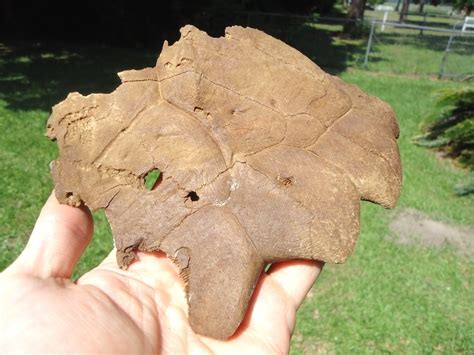 Common Snapping Turtle Shell With Alligator Bite Marks Recently Sold