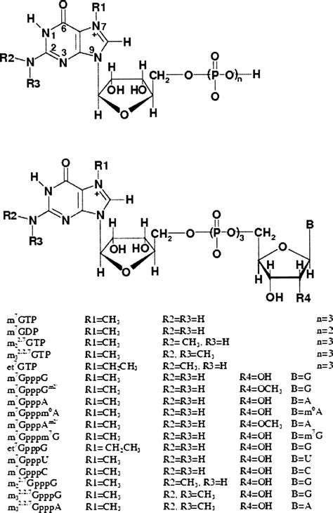 Specificity Of Recognition Of Mrna 5′ Cap By Human Nuclear Cap Binding Complex