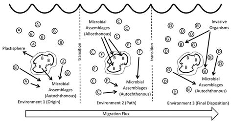 The Plastisphere Micro Niche And Biodegradation Encyclopedia Mdpi