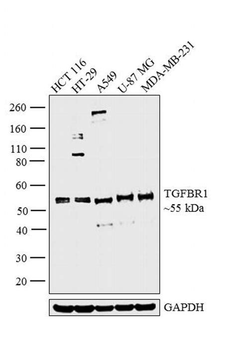 Tgfbr1 Polyclonal Antibody Invitrogen 1 Ml Unconjugatedantibodies