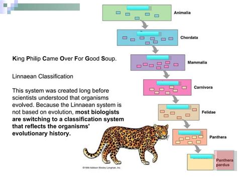 Phylogeny And Classification Ppt