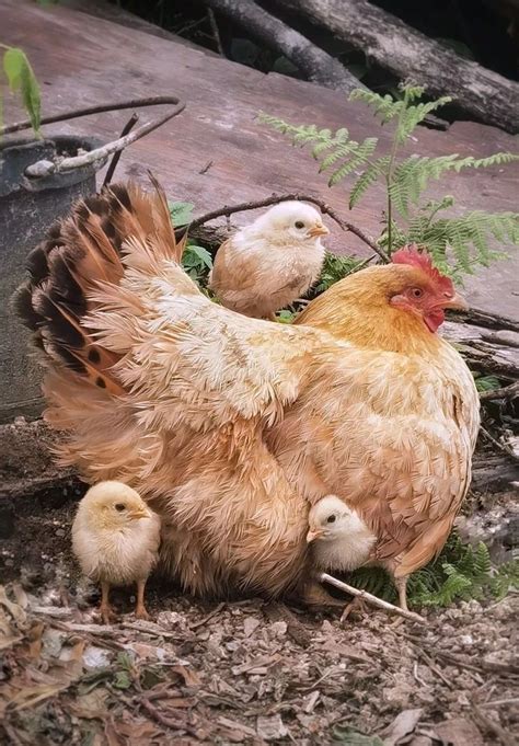 Gaina Cu Puii Cute Chickens Beautiful Chickens Chickens Backyard