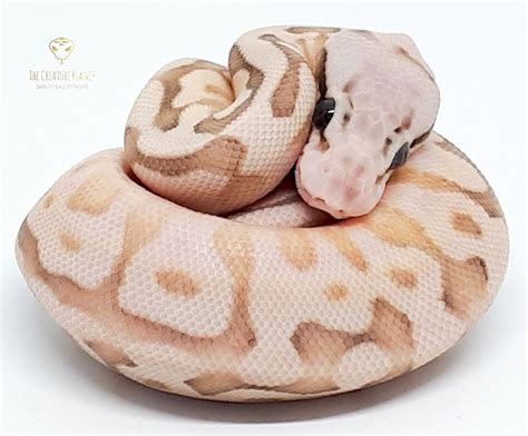 Nuclear Bee Ball Pythons Thecreatureplanet Ball Python Ball Python Morphs Cute Creatures Nuclear Bee Ball Pythons Thecreatureplanet Ball Python Ball Python Morphs Cute Creatures