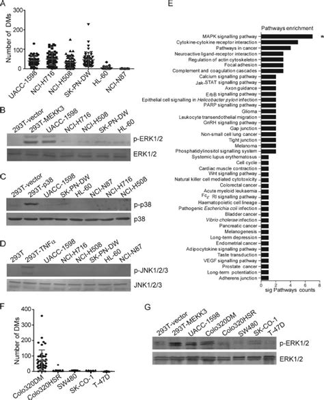 Double Minute Chromosome Dm Containing Tumour Cells Often Show