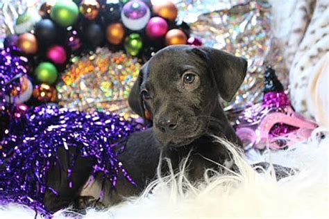 Southbury Ct American Pit Bull Terrierlabrador Retriever Meet Hal