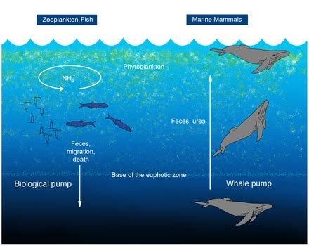 Marine Mammal Wikipedia